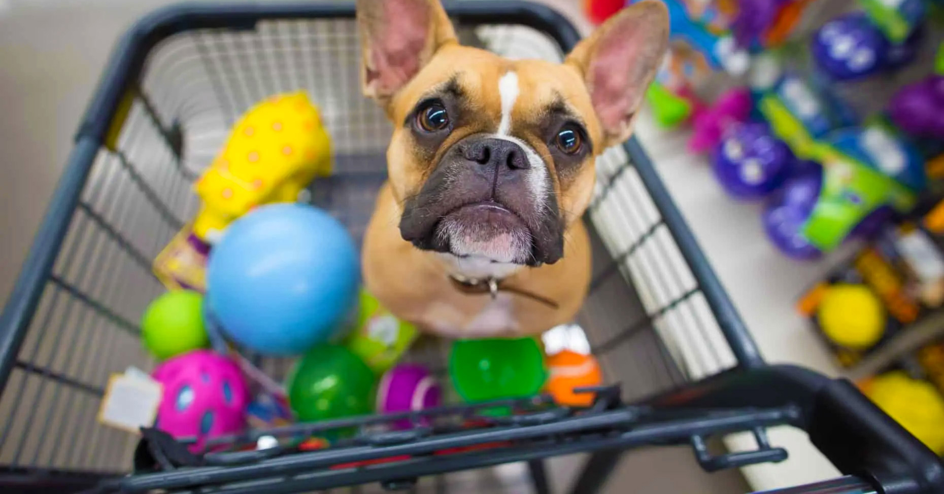 Our Products – Welcome to Tommy's Pet Shop - Your pet's happy place!